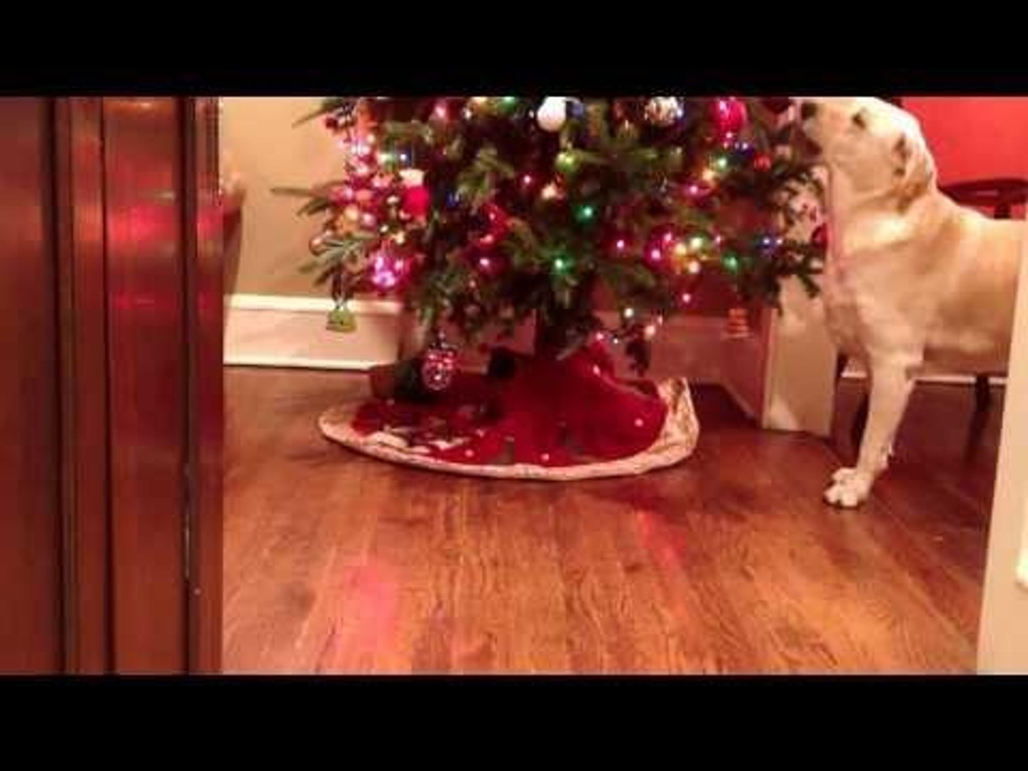 Dog Destroys Christmas Tree