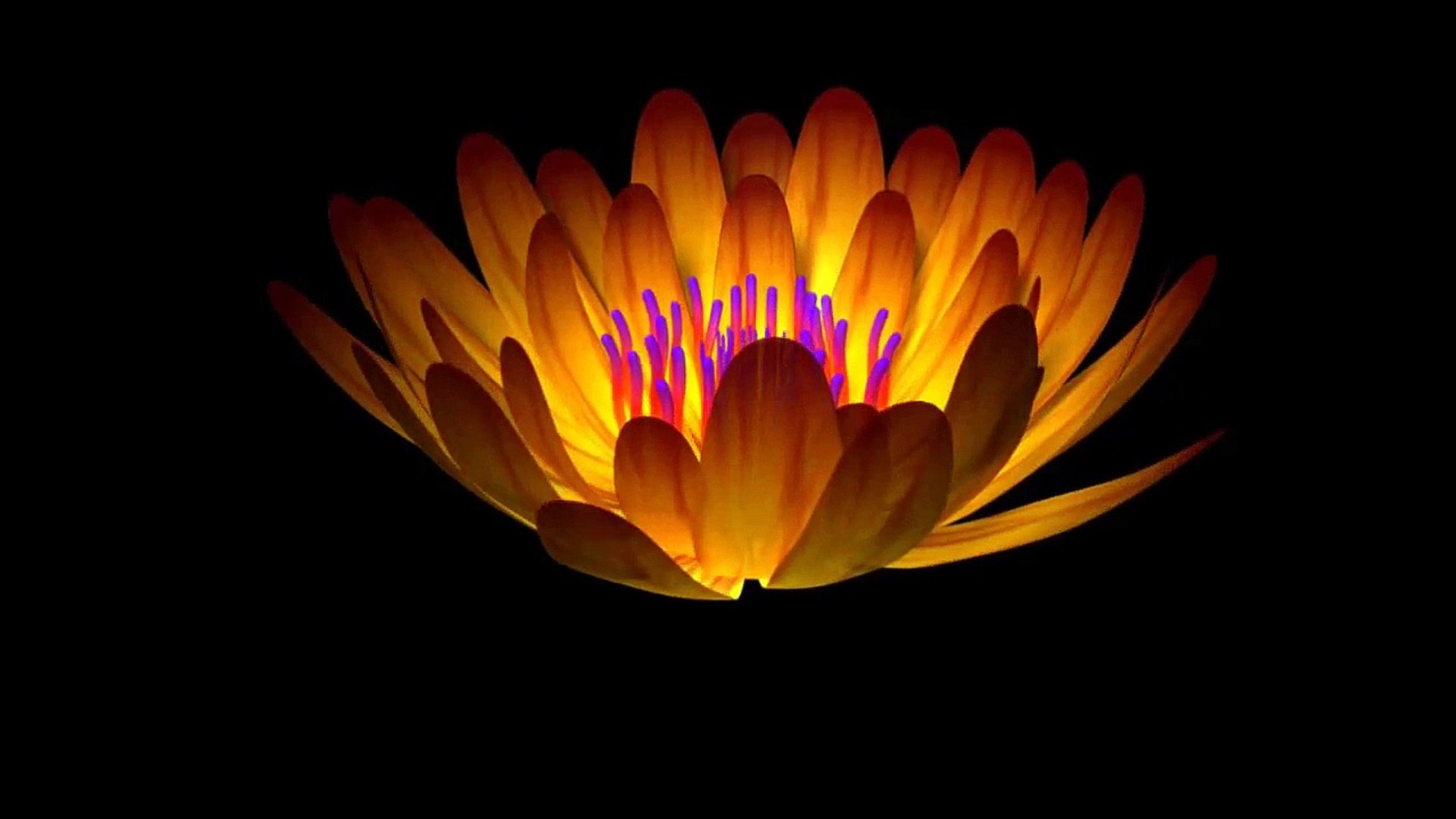 Animated Flowers Growing