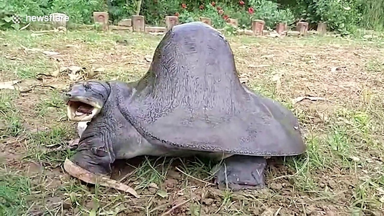 Turtle with huge hump worshipped as deity in India - video Dailymotion