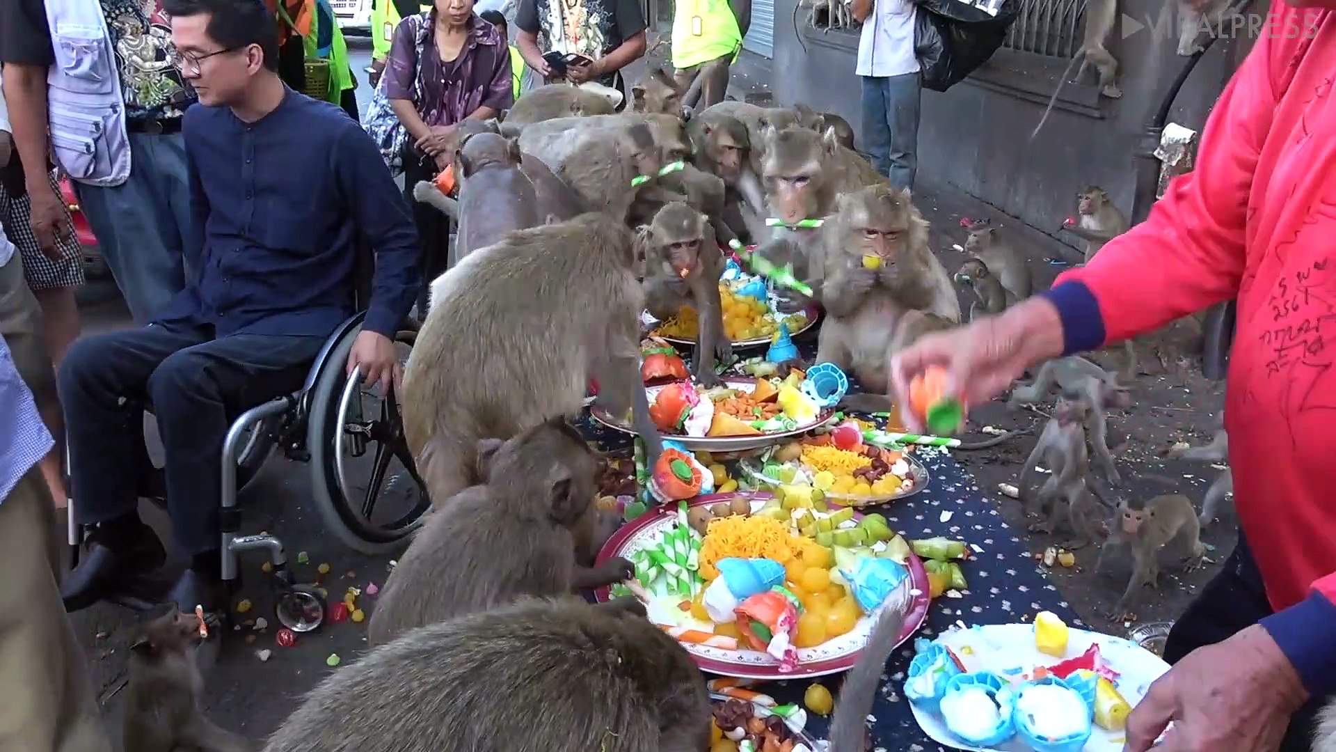 Monkeys Eating Cake
