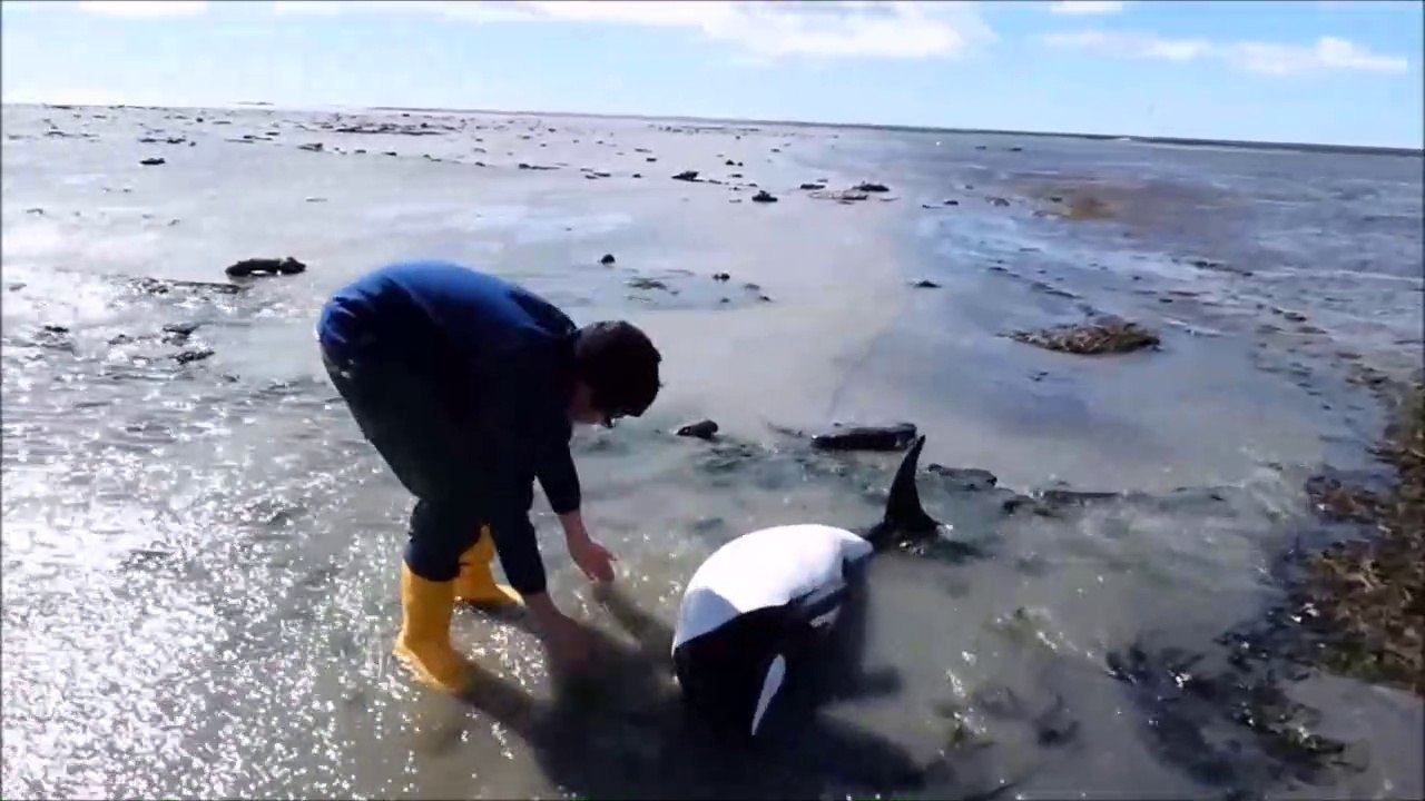 Ils sauvent un bébé orque échoué sur la plage - Vidéo Dailymotion
