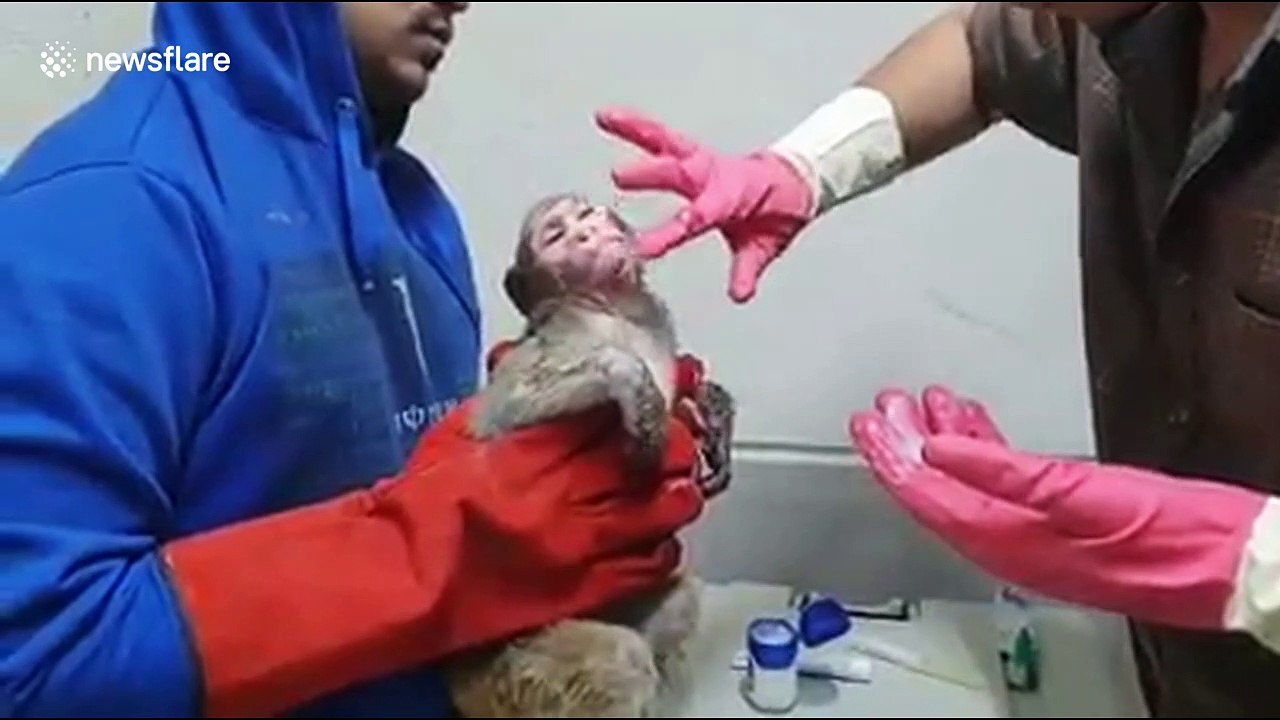 Monkey burned after rickshaw accident is treated with ointment for its ...