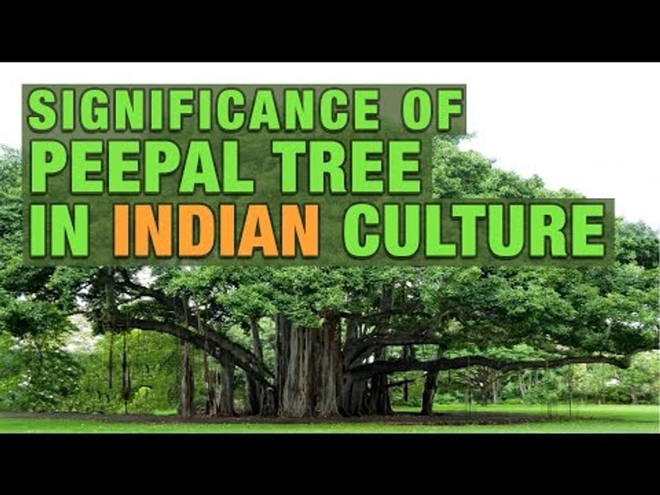 Significance Of Peepal Tree In Indian Culture | Artha - video Dailymotion