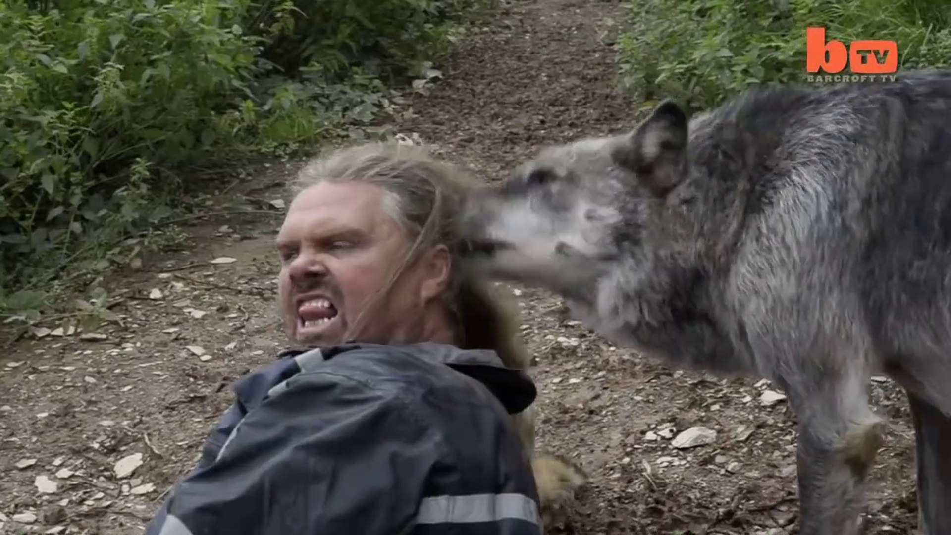 Loup Attaquant Un Humain