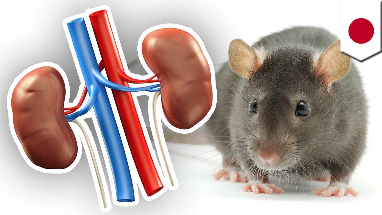 Stem cell research: Scientists grow kidneys in rats - video Dailymotion