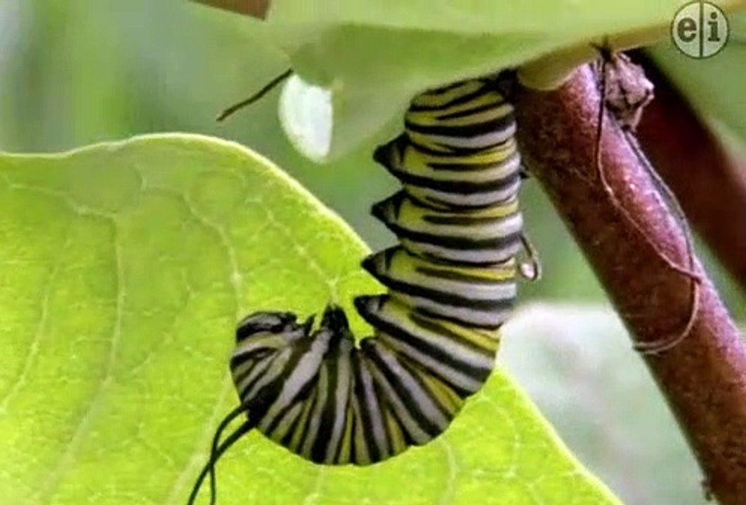 Wild Kratts - Voyage of the Butterflier XT - video Dailymotion