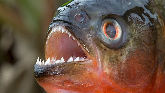 Les poissons les plus dangereux - Vidéo Dailymotion