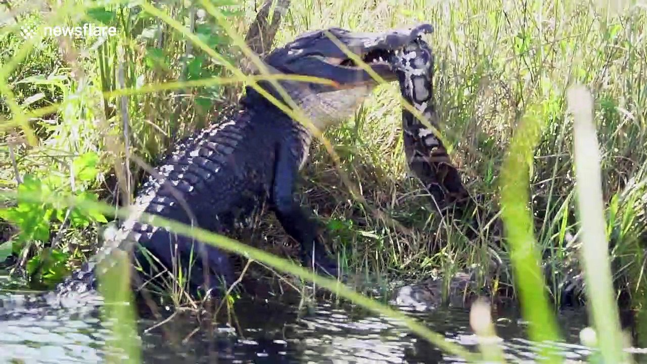 Clash of the titans! Huge alligator battles with 16ft python - video ...