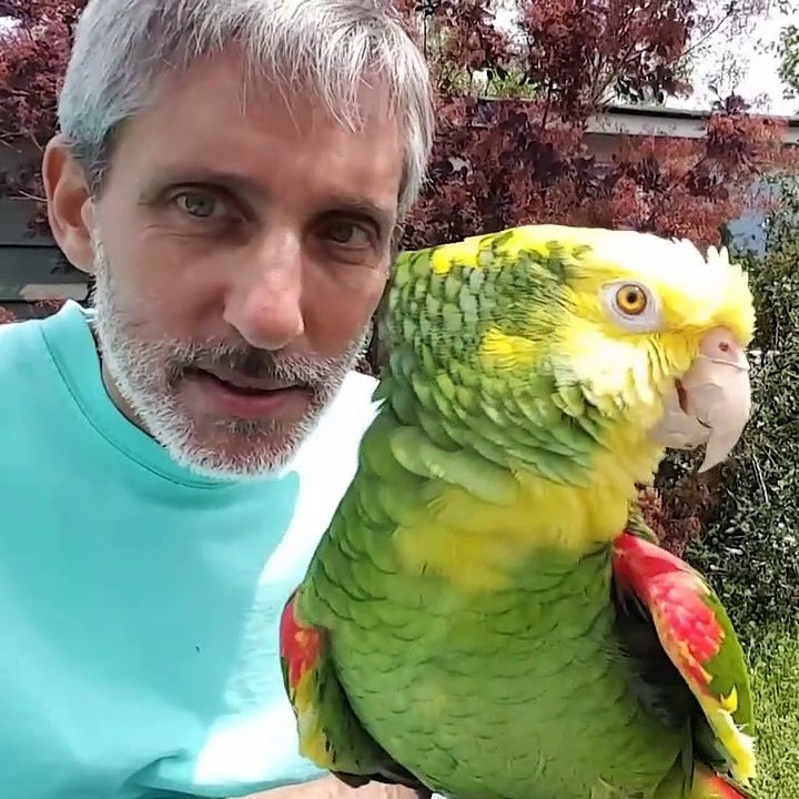 Amazing video of talking in between human and parrot... - video Dailymotion