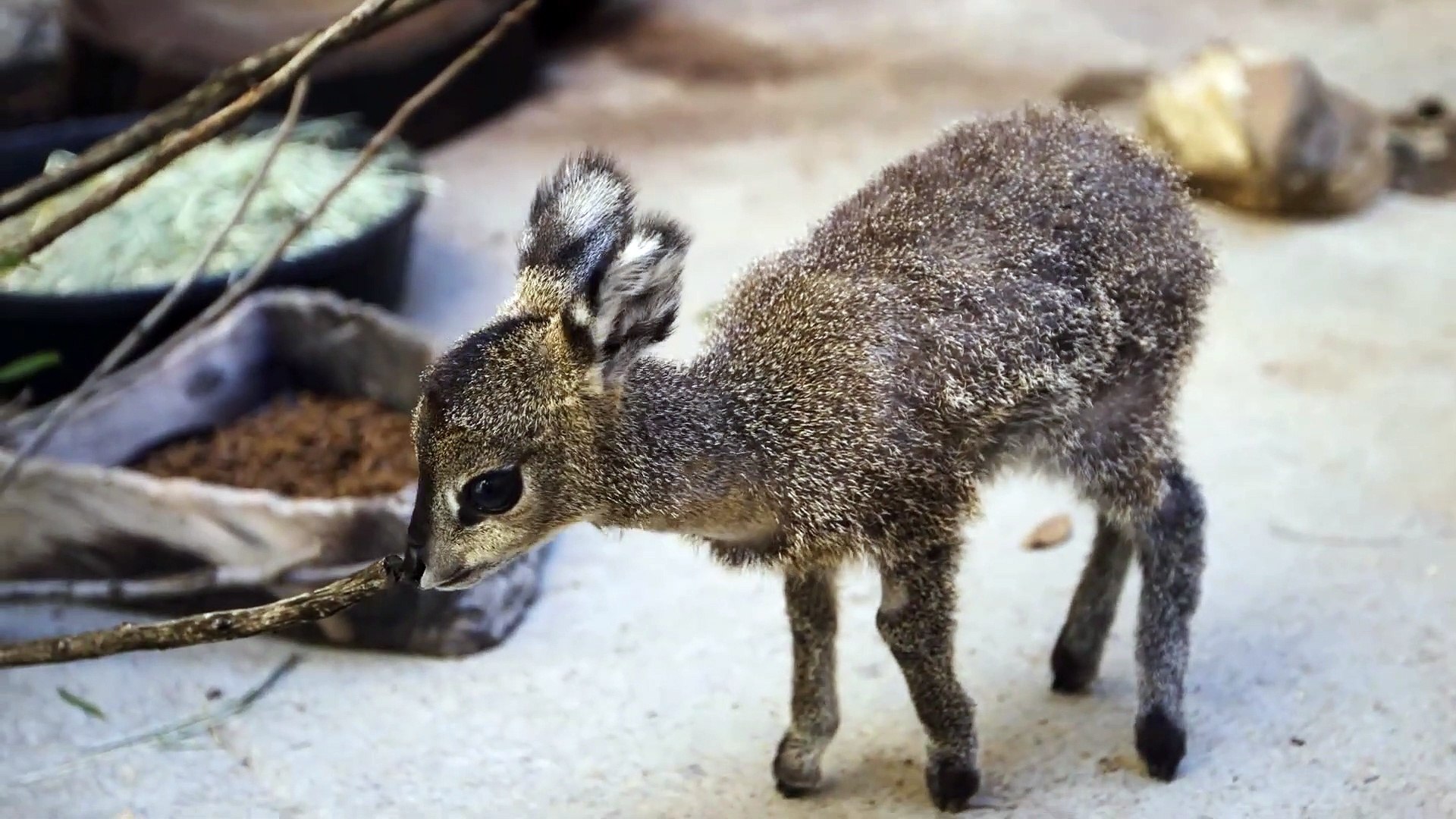 Baby Klipspringer