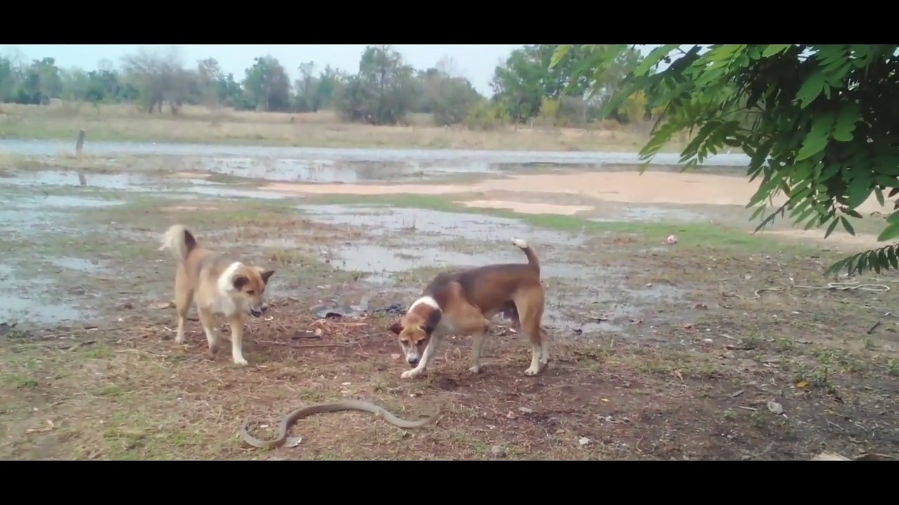 Dog Killing Snake ¦ Amazing Dog Hunting Bite Vicious Snake - video ...