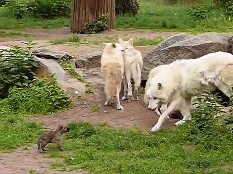 Ce loup arctique s'occupe de ses 2 bébés... Adorable - Vidéo Dailymotion