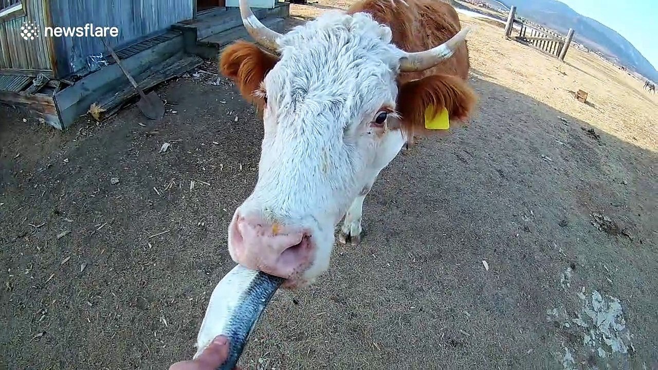 Bizarre moment cow eats a fish - video Dailymotion