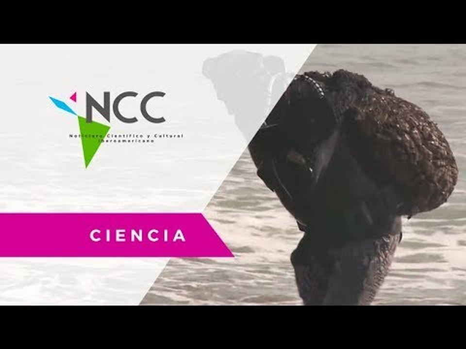 Macha: molusco amenazado - Vídeo Dailymotion