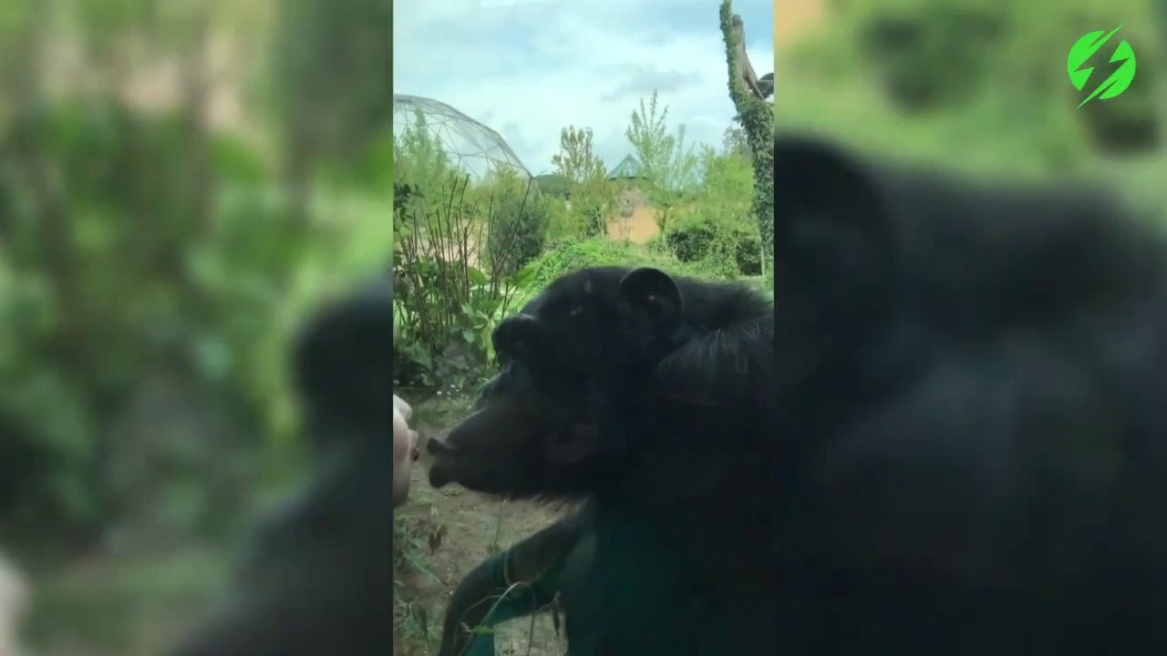 Ce singe adorable fait un bisou à un enfant à travers la vitre au zoo ...