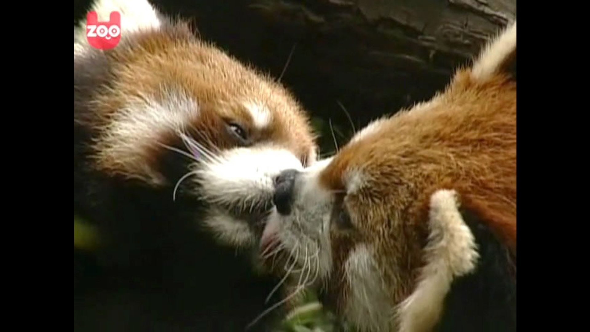 Red Pandas Kissing Vivaneil On X: "Red Panda's