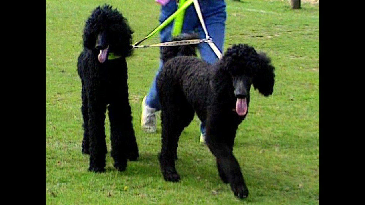 Blind Poodle Gets Guide Dog - video Dailymotion