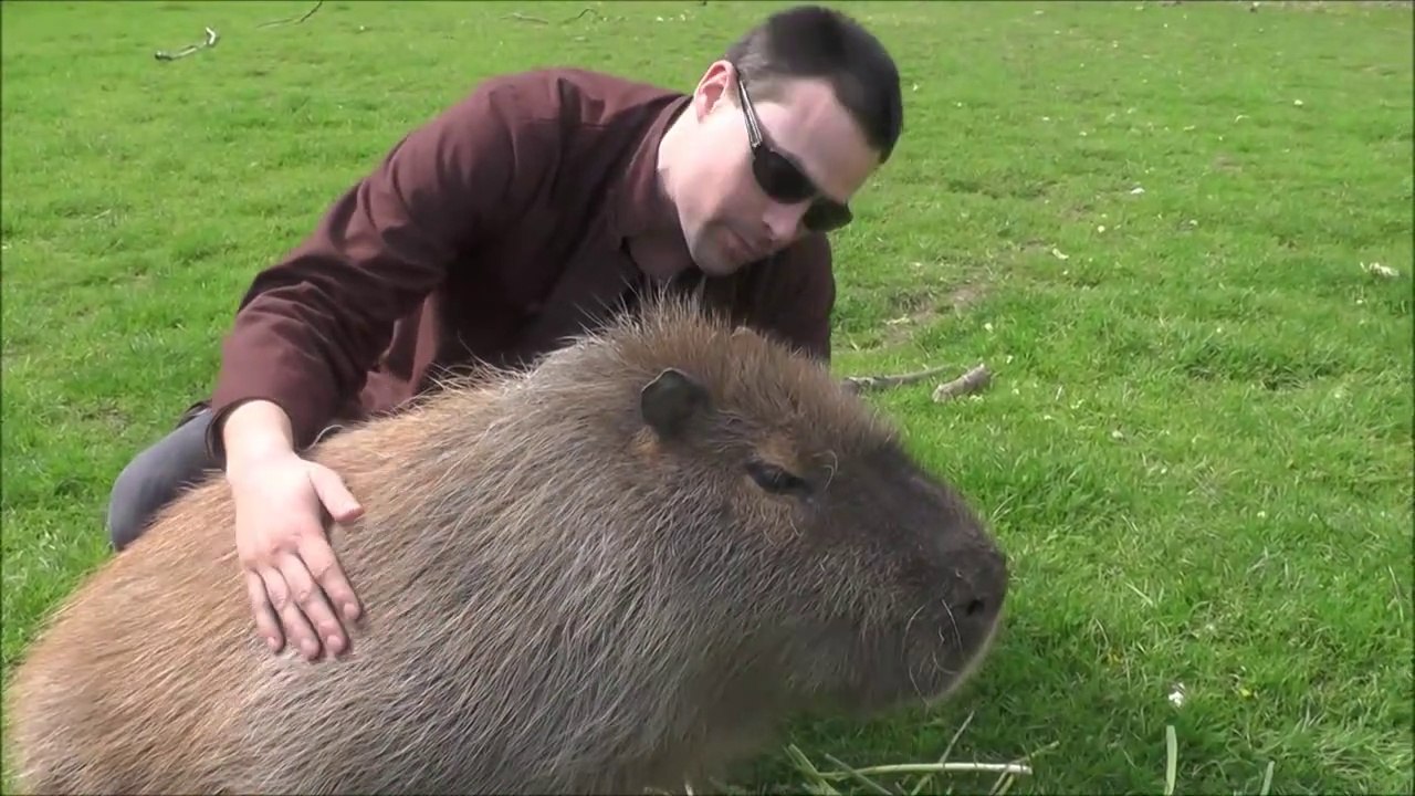 Quoi de plus adorable qu'un gros Capybara tout gentil - Vidéo Dailymotion