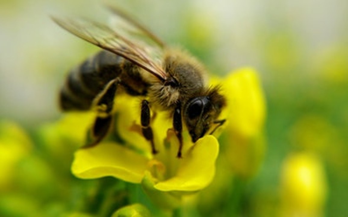 Les abeilles, officiellement en voie de disparition - Vidéo Dailymotion