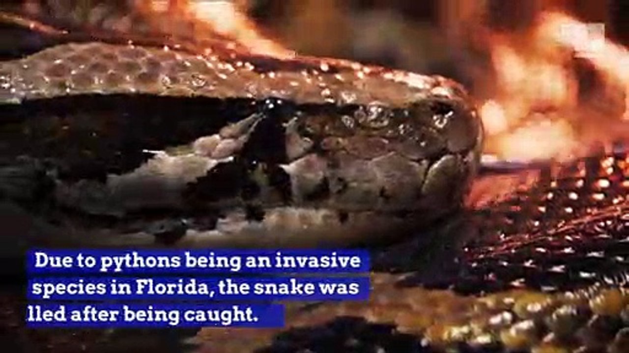 Record-Breaking Python Caught in Florida Everglades - video Dailymotion