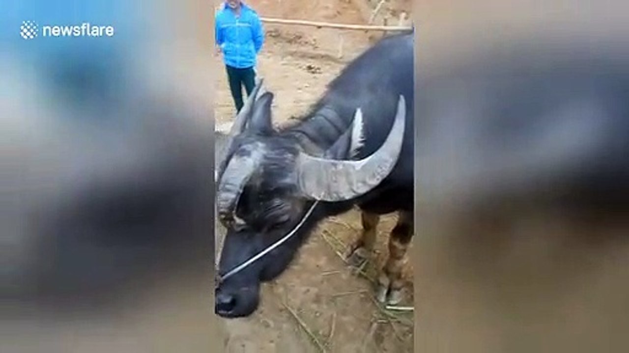 Strange buffalo with three horns found at cattle auction in Vietnam ...