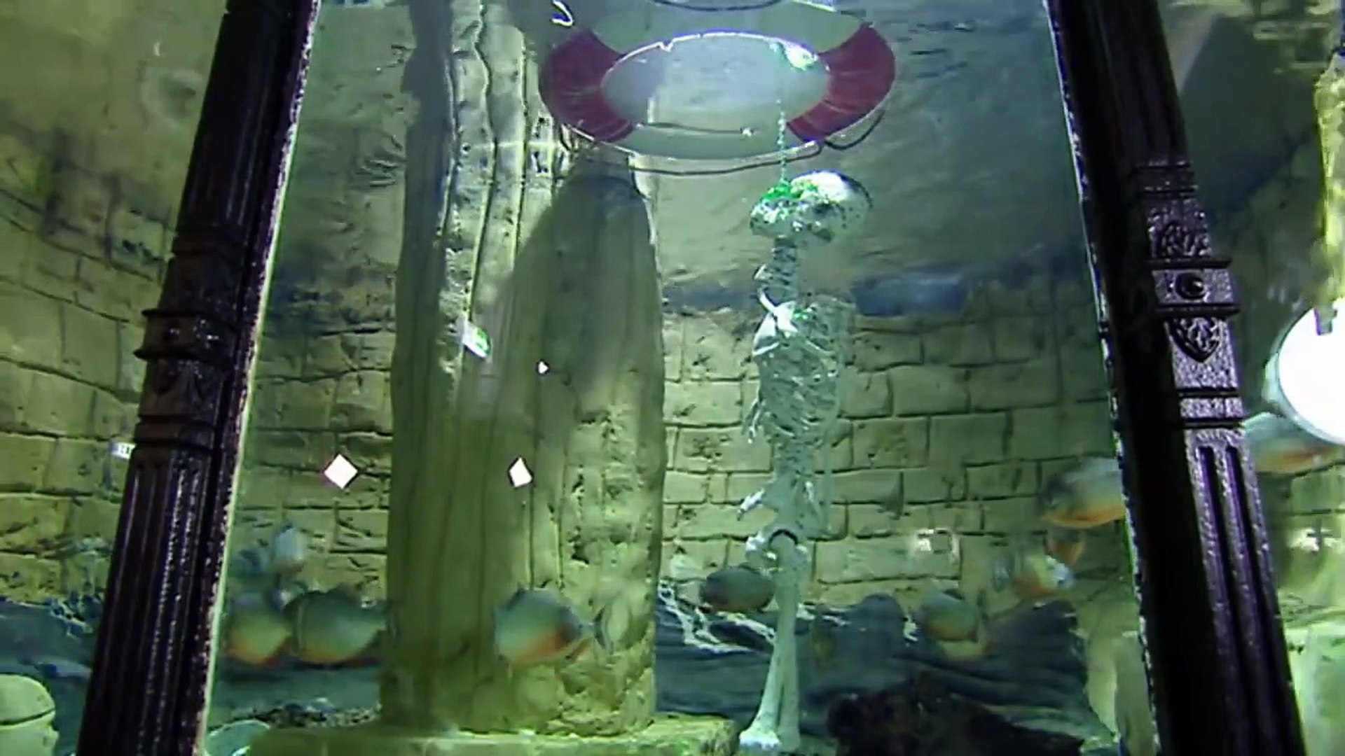 Piranha Fish Attack Video