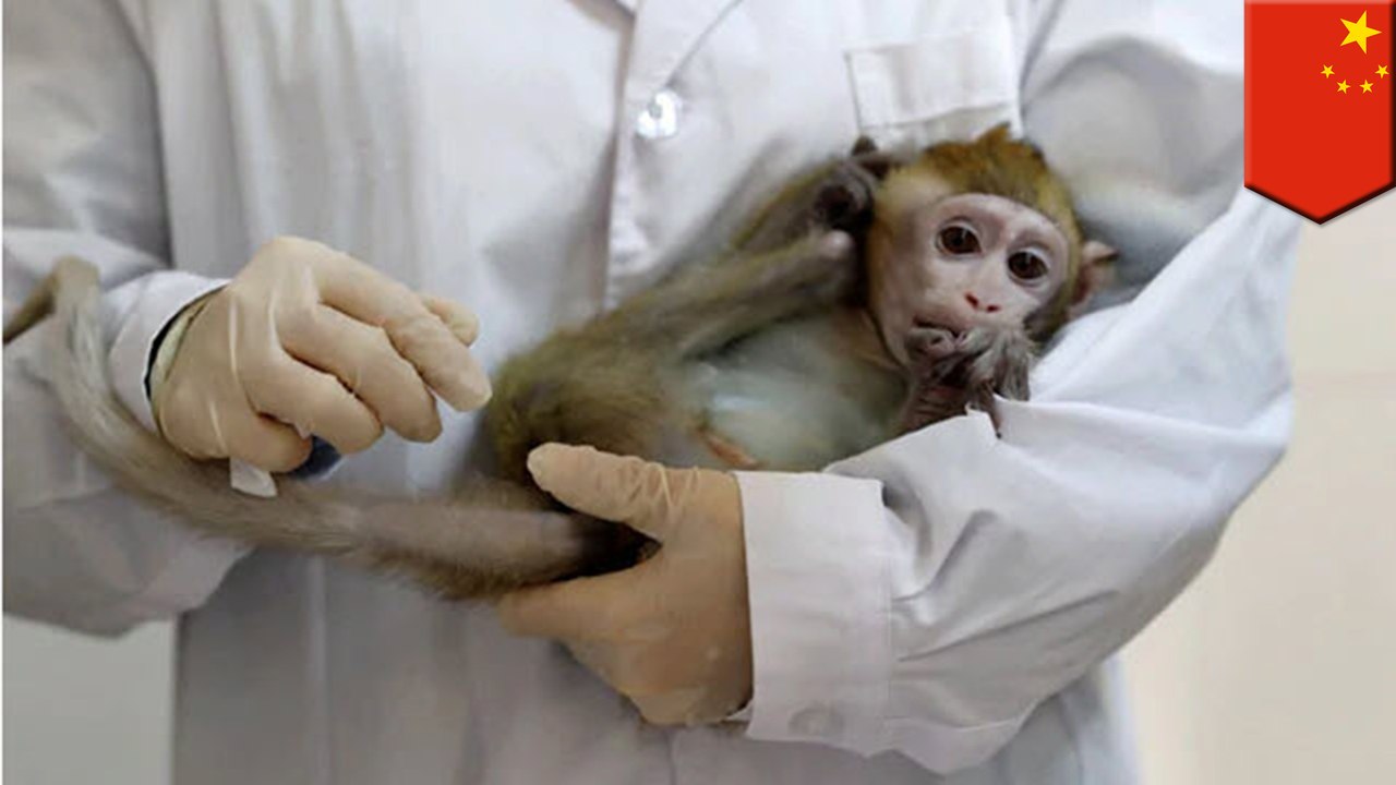 Chinese scientists add human brain genes into monkeys - video Dailymotion