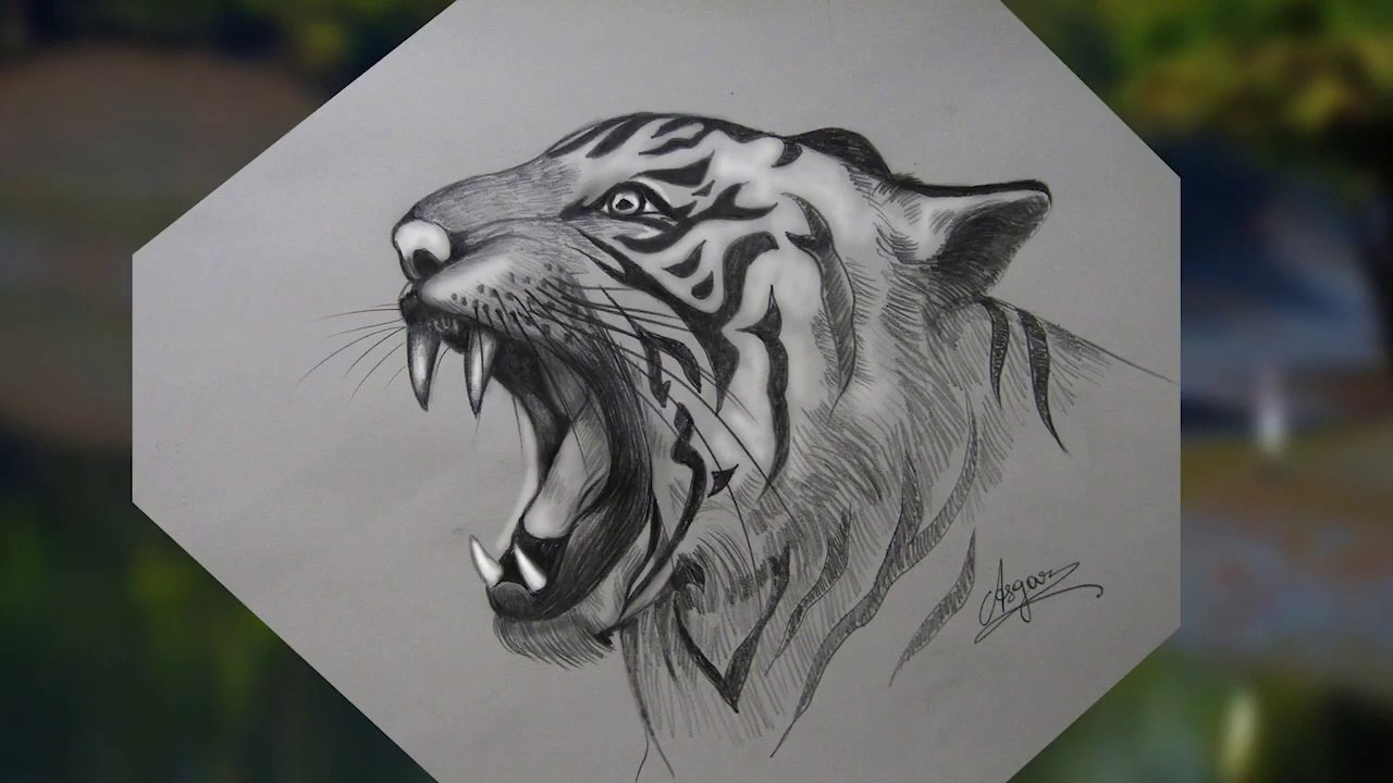 Royal Bengal Tiger of Sundarban _ How to draw a Tiger sketch step by ...
