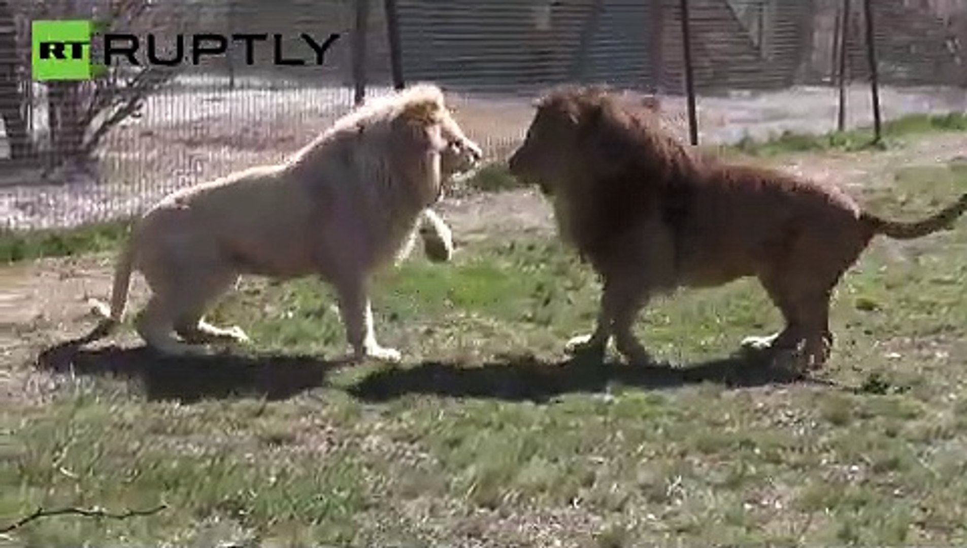 Peleas De Animales Peligrosos
