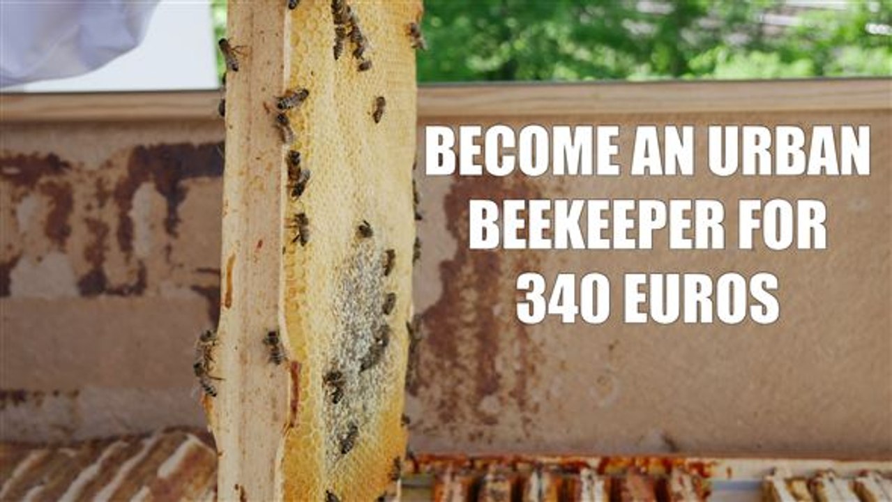 Bee Innovations: Balcony bee boxes in Berlin - video Dailymotion