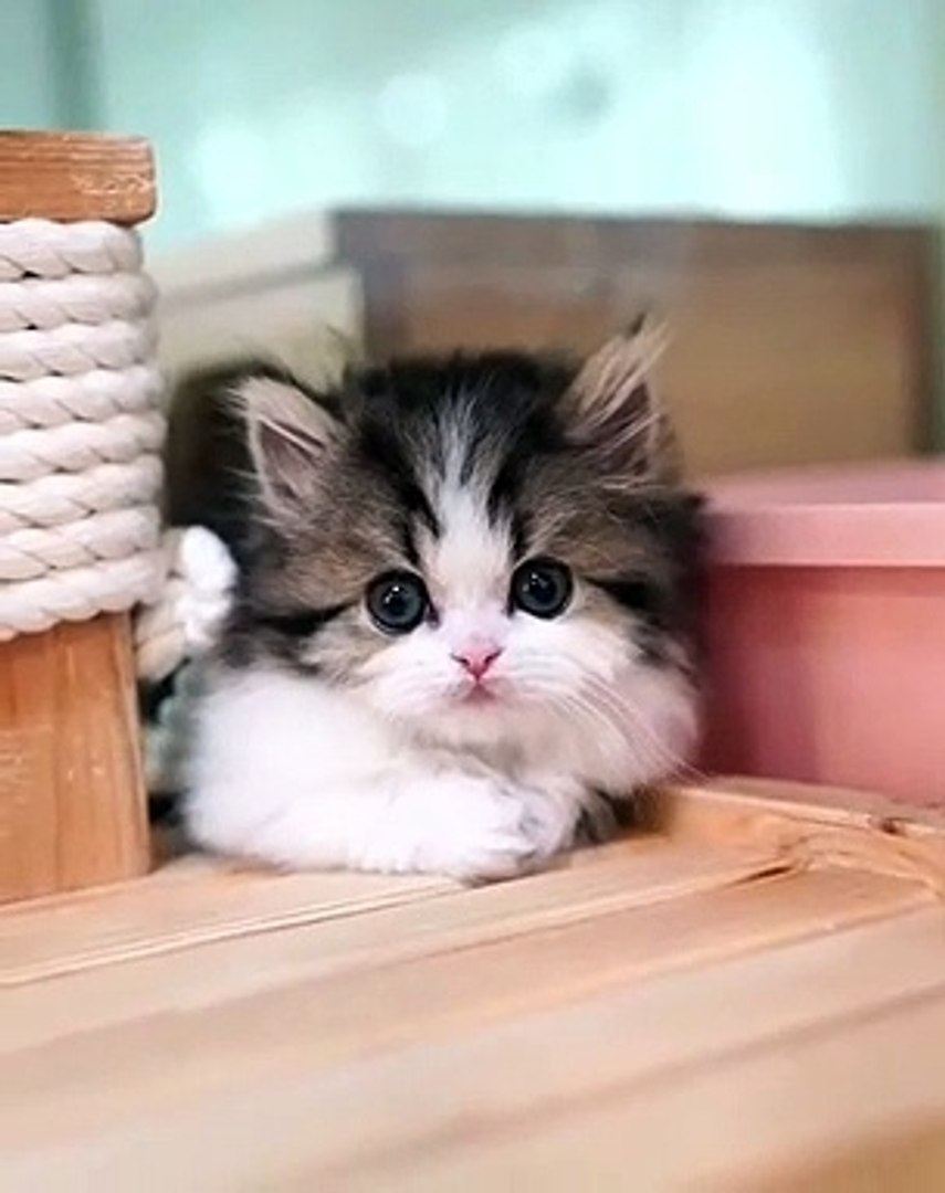 Chat Trop Mignon Pictures