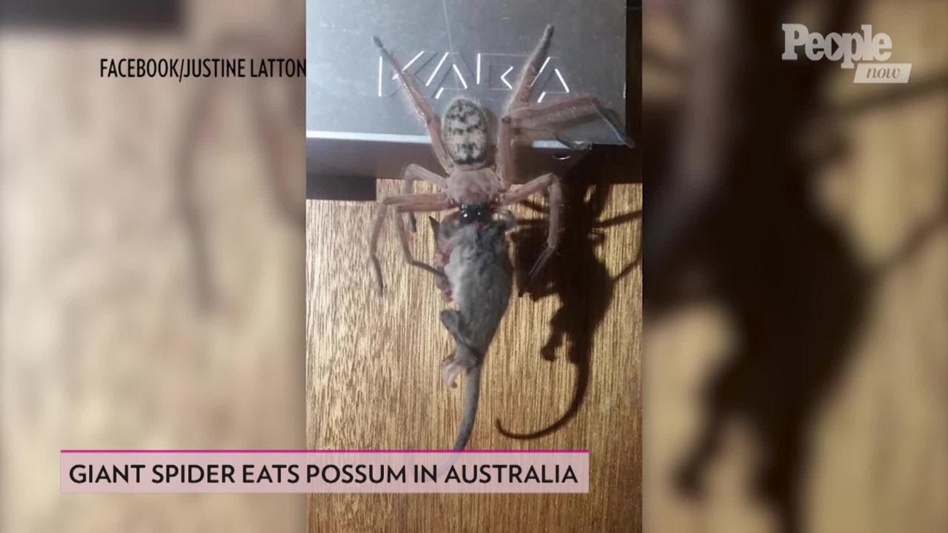 Big Spiders Eating People Spiders, Facts And Information