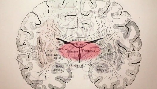 Walter Jackson Freeman II The Champion of the Lobotomy - video dailymotion