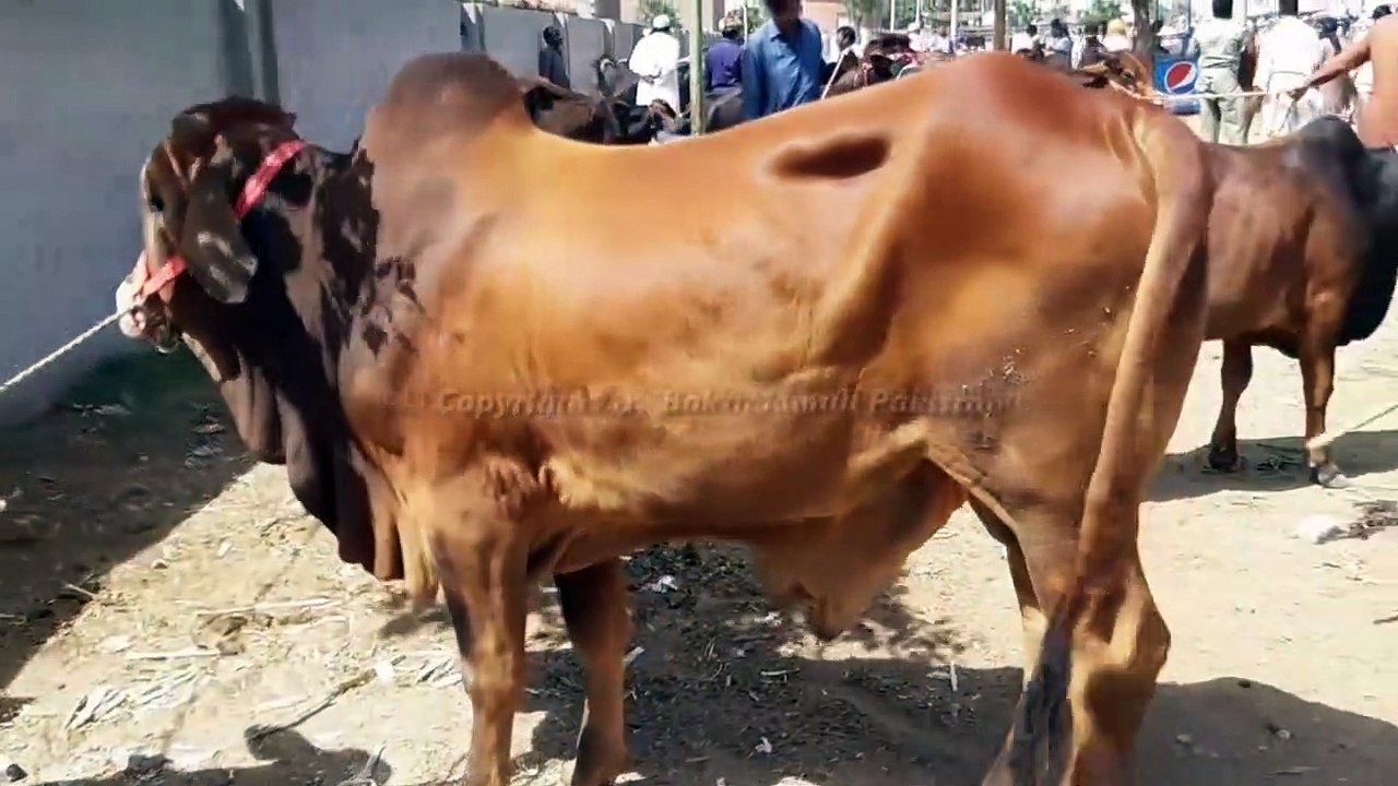 Sahiwal Bull - Cholistani Bull - Cow Mandi 2018 for BakraEid in ...