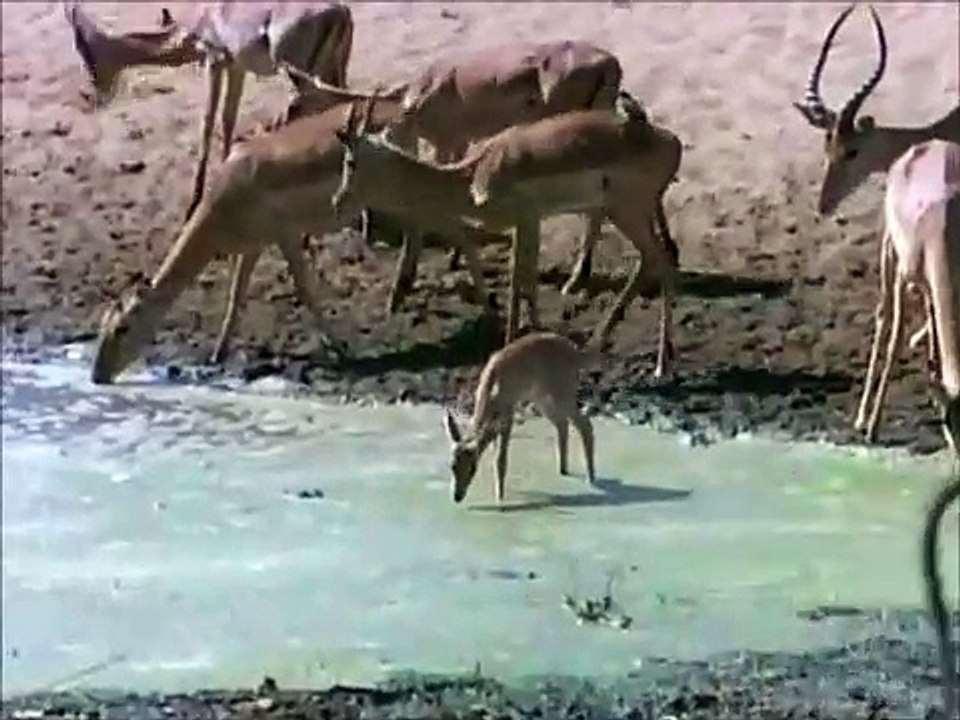 Last Feast of The Crocodiles (Part 2 of 4) - video Dailymotion