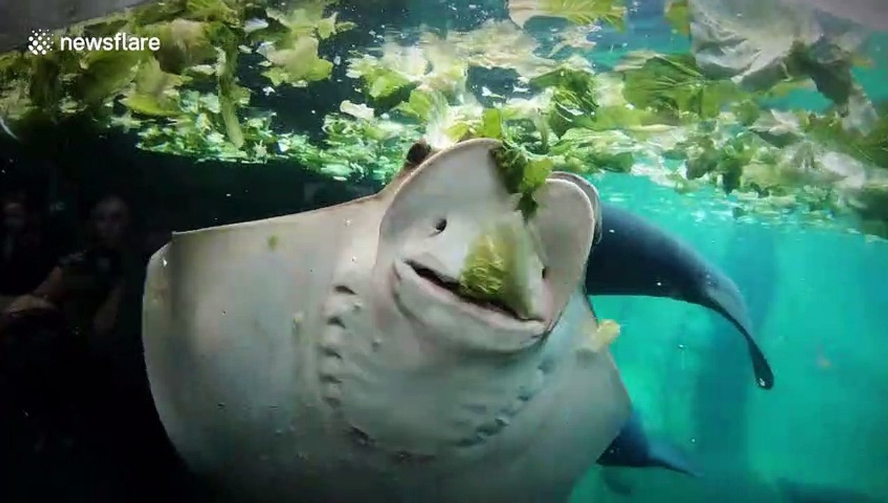 This stingray eating lettuce is oddly satisfying to watch - video ...