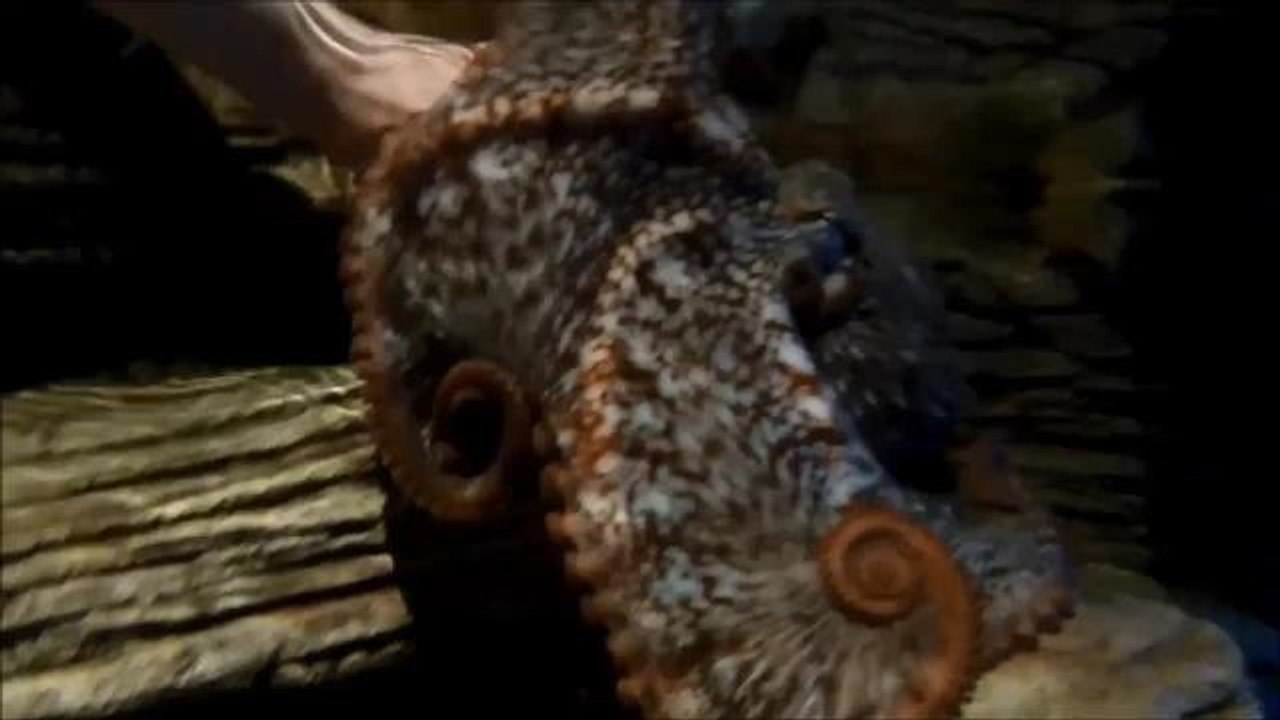 Octopus solves a Rubik's Cube! - video Dailymotion