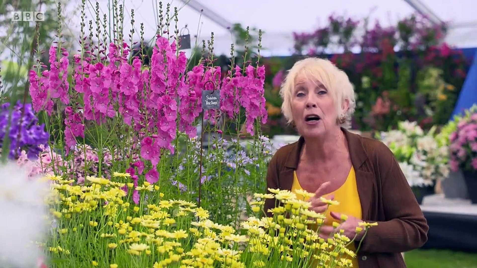 Are Dogs Allowed At Tatton Park Flower Show