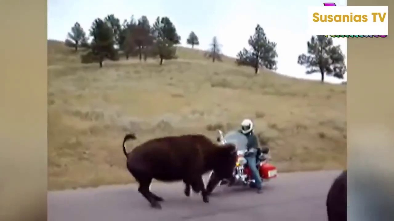Bison Attacking And Chasing People Yellowstone! - video Dailymotion