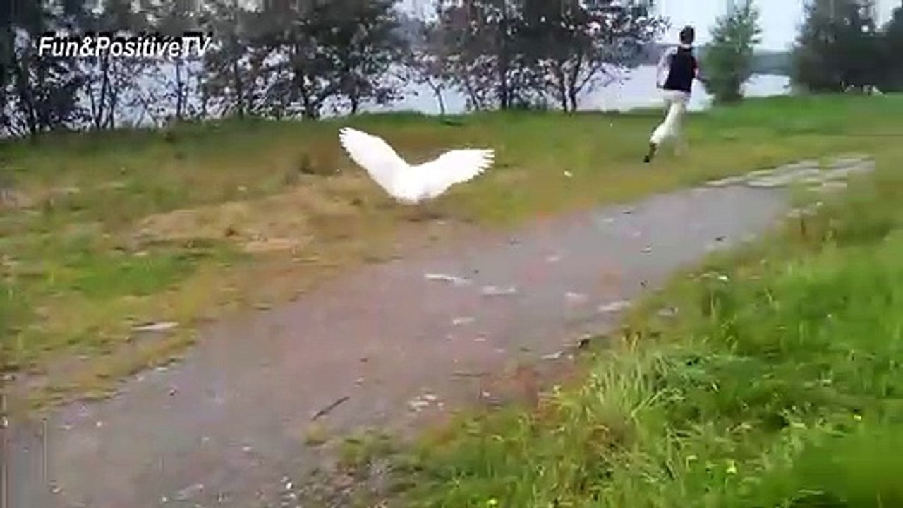 Angry Goose Chasing People And Animals - Funny Geese Attack Videos ...