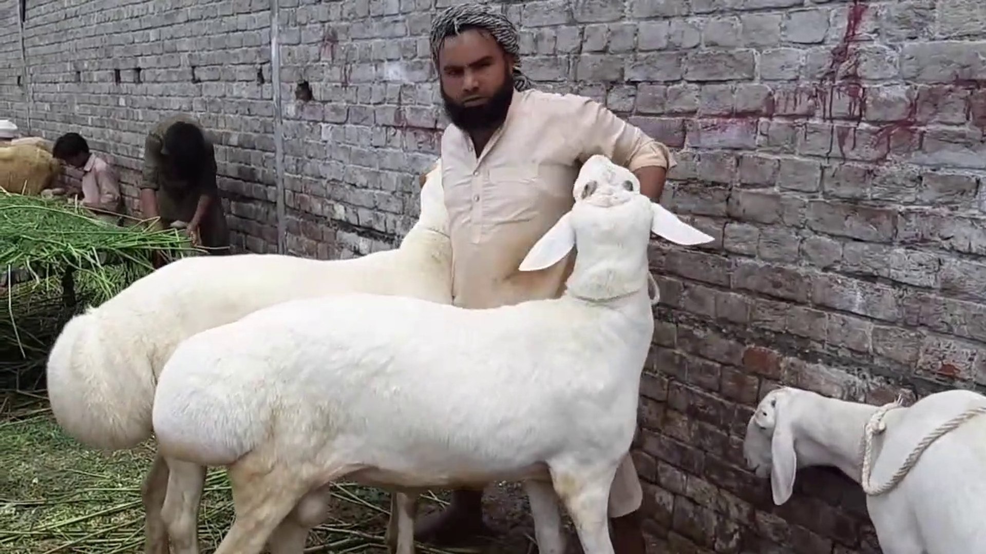 Eid Ul Adha Qurbani Dumba