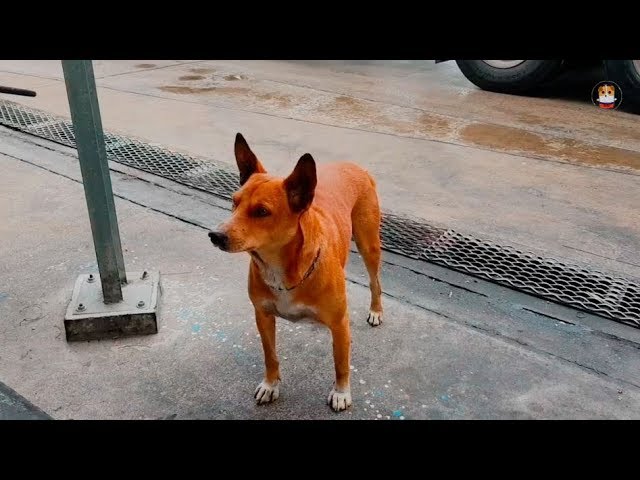 Propeller Tail – Just looking at his Tail – and then …… you’ll smile ...