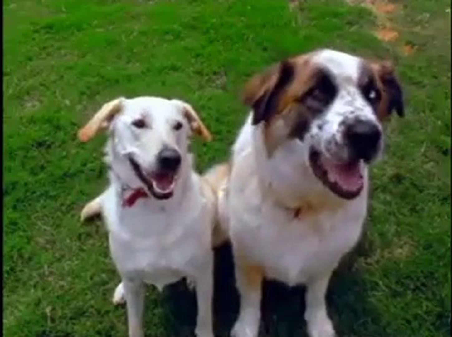 Baby Einstein Neighborhood Animals Dog