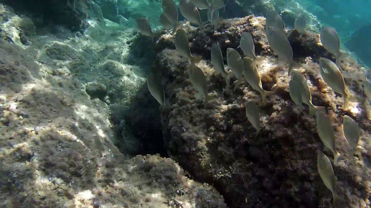 A lot of fish in Dubrovnik, Croatia - video Dailymotion