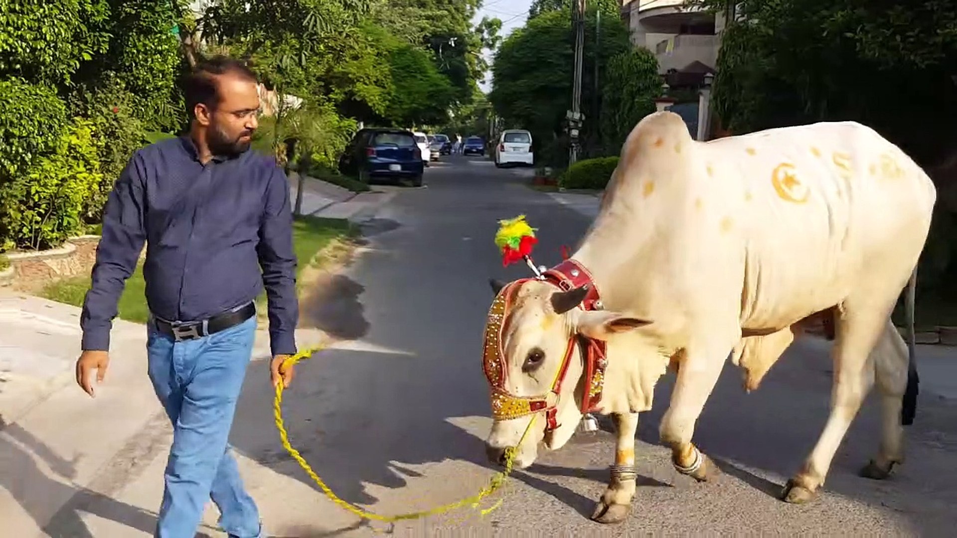 Qurbani Ke Janwar Bakra Eid 2019cow Mandi Karachi Eid Ul Adha Qurbani