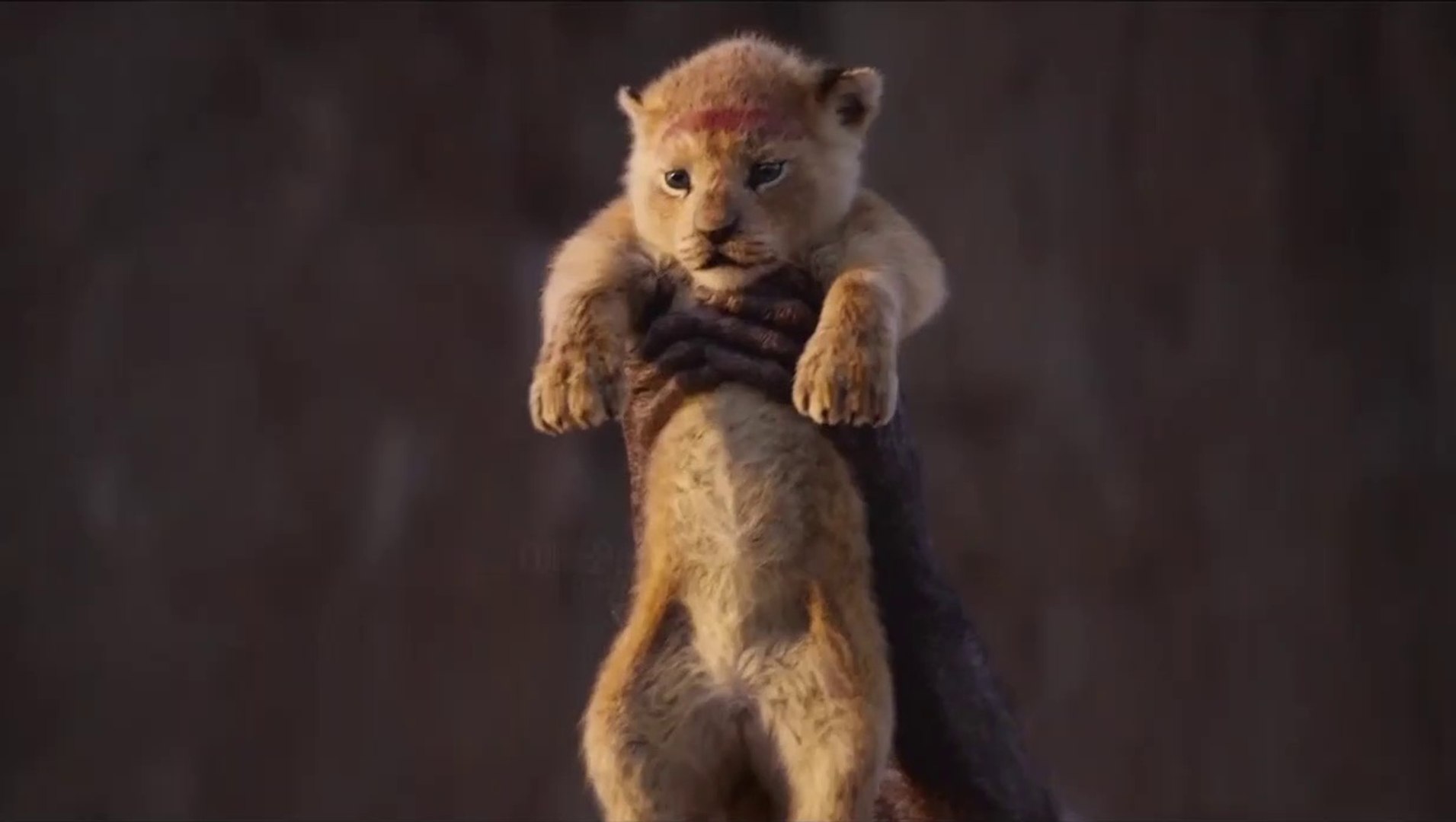 Lion King Simba Born Singapore's 'Lion King' Cub Simba Born From Dead