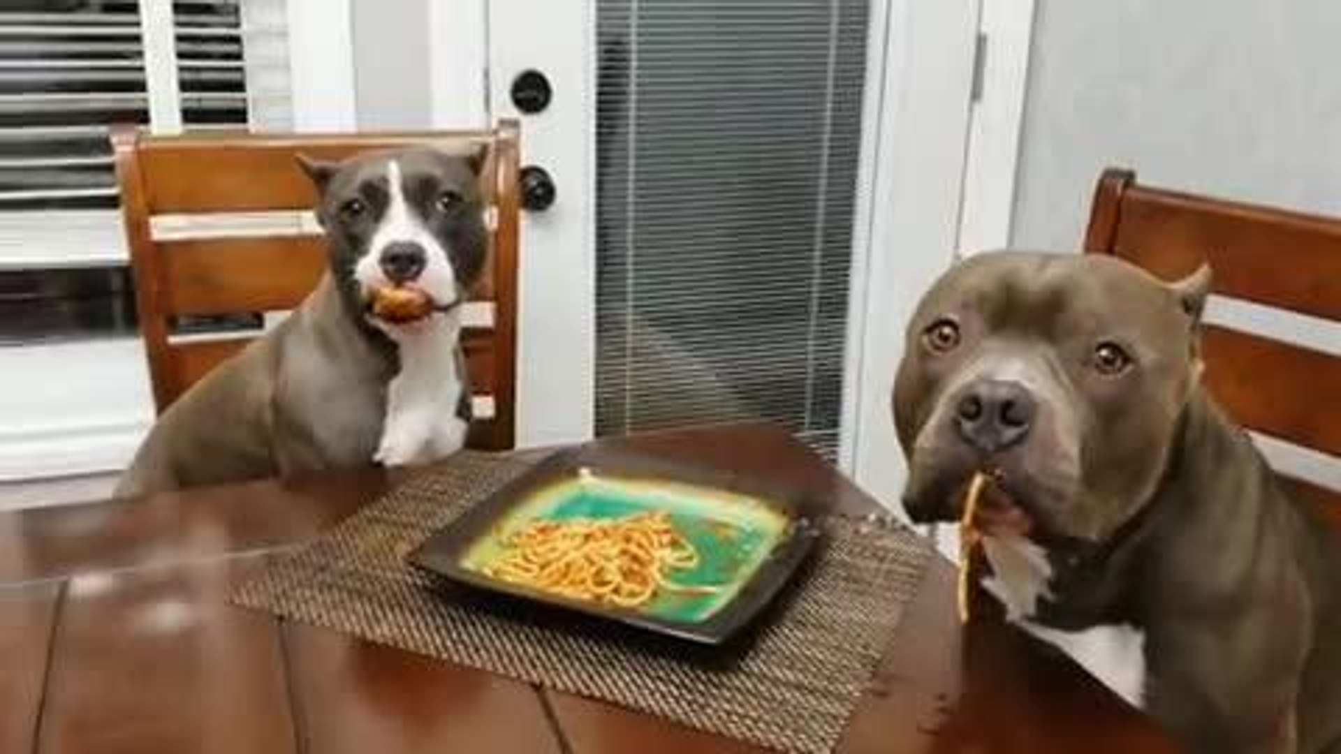Dog Eating Spaghetti