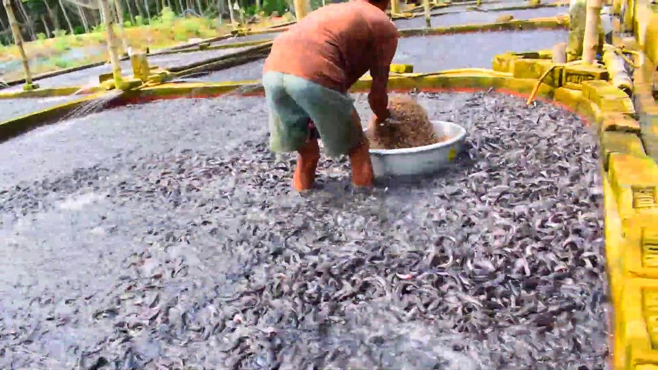 Hybrid Magur Fish Farming Business in India #7 হাইব্রিড মাগুর চাষ - video Dailymotion