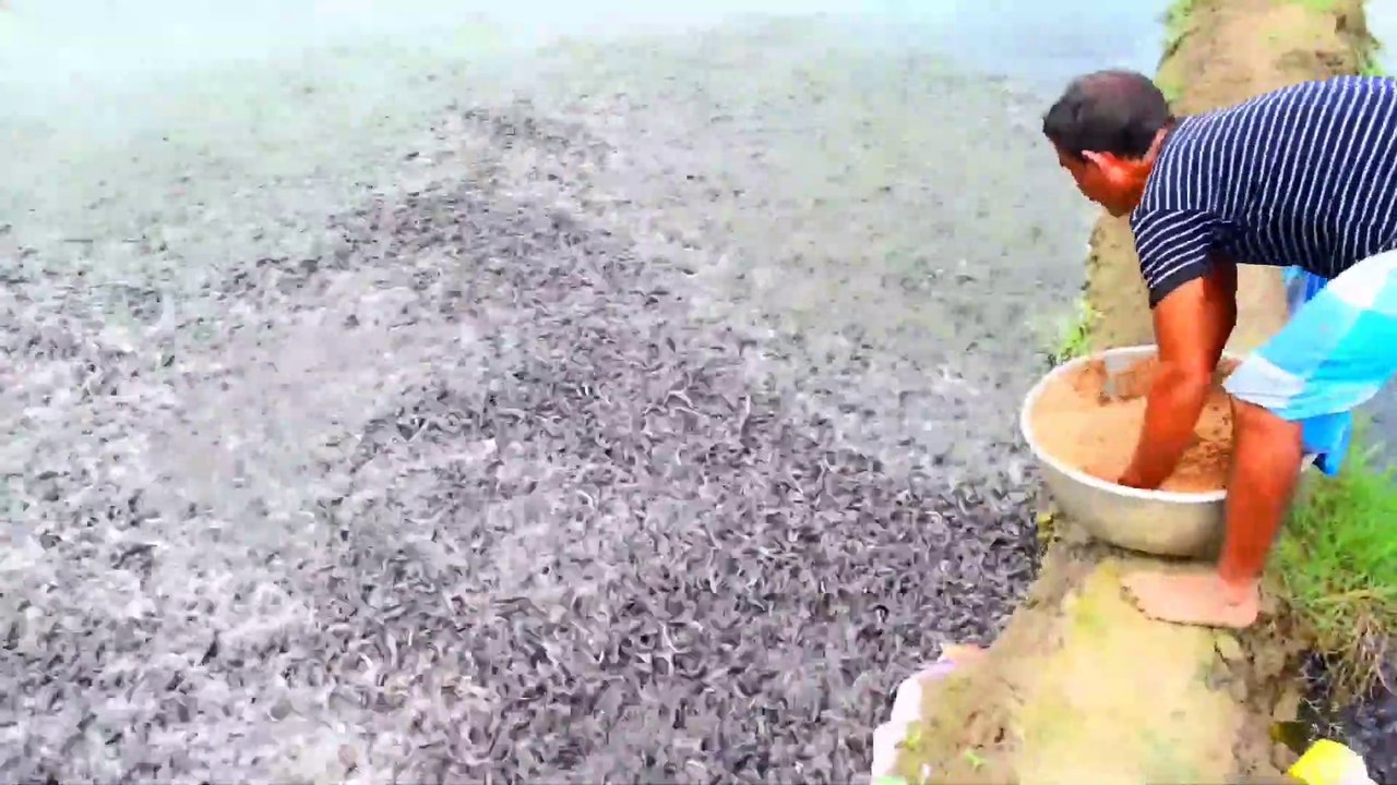 Hybrid Magur Fish Farming Business in India Million Catfish Eating Food in Pond - video Dailymotion