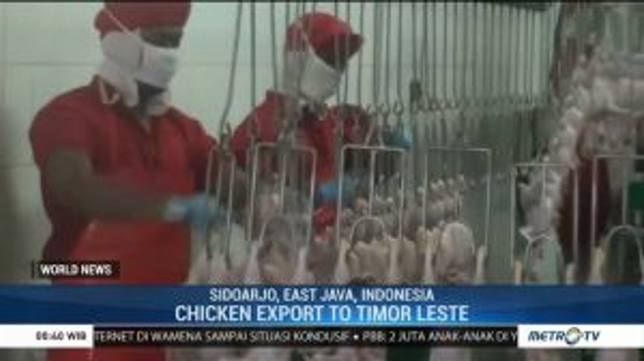 Chicken Export to Timor Leste - Video Dailymotion
